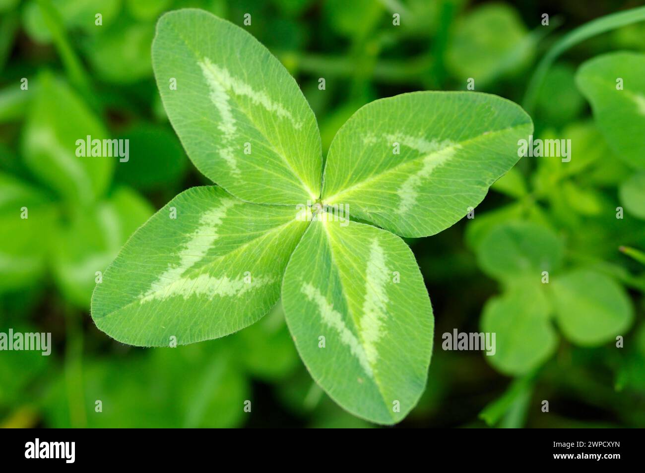 Four-leaved red clover: a good-luick charm. Trifolium pratense not ...