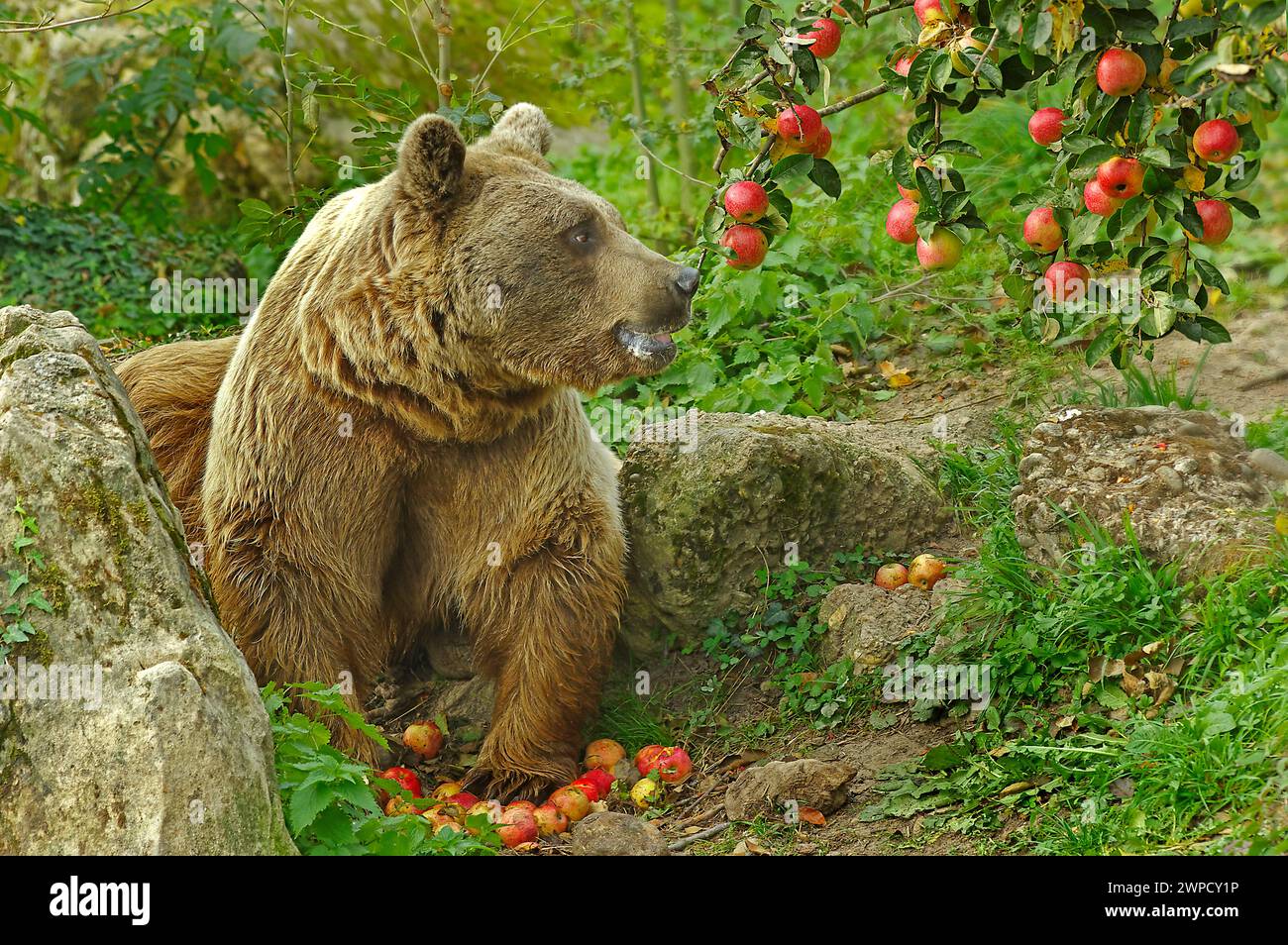 Syrian brown bear sitting under apple tree, eating apples. Ursus arctos ...
