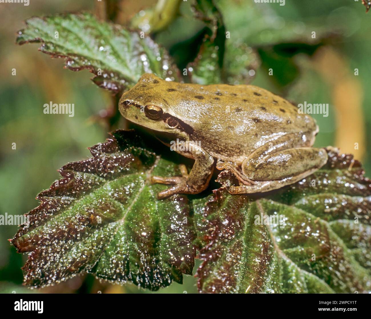 Mediterranian tree frog in an unusual, brownish coloration. Hyla ...