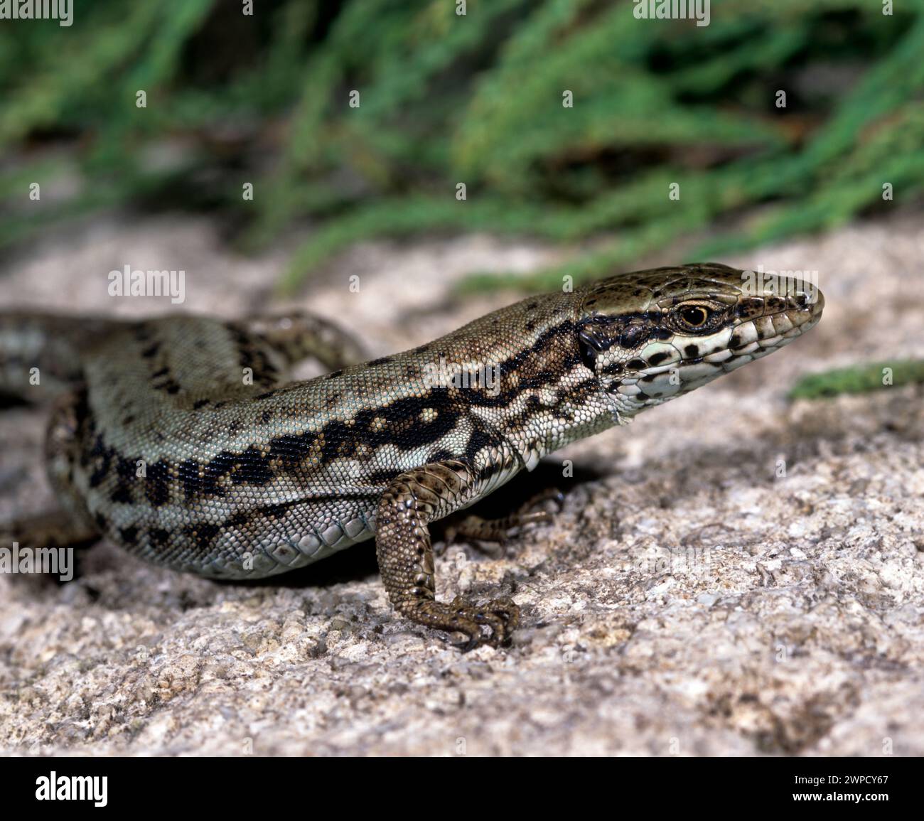 Wall lizard in meditarranean wood. Lacerta muralis Camargue, France ...