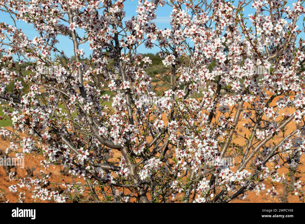 Almond blossoms in february hi-res stock photography and images - Alamy