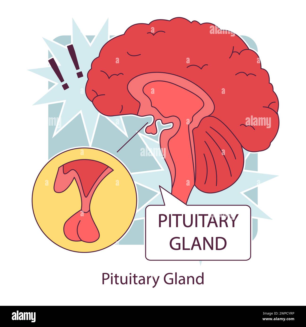 Pituitary gland anatomy. Human endocrine system, brain and hypothalamus ...