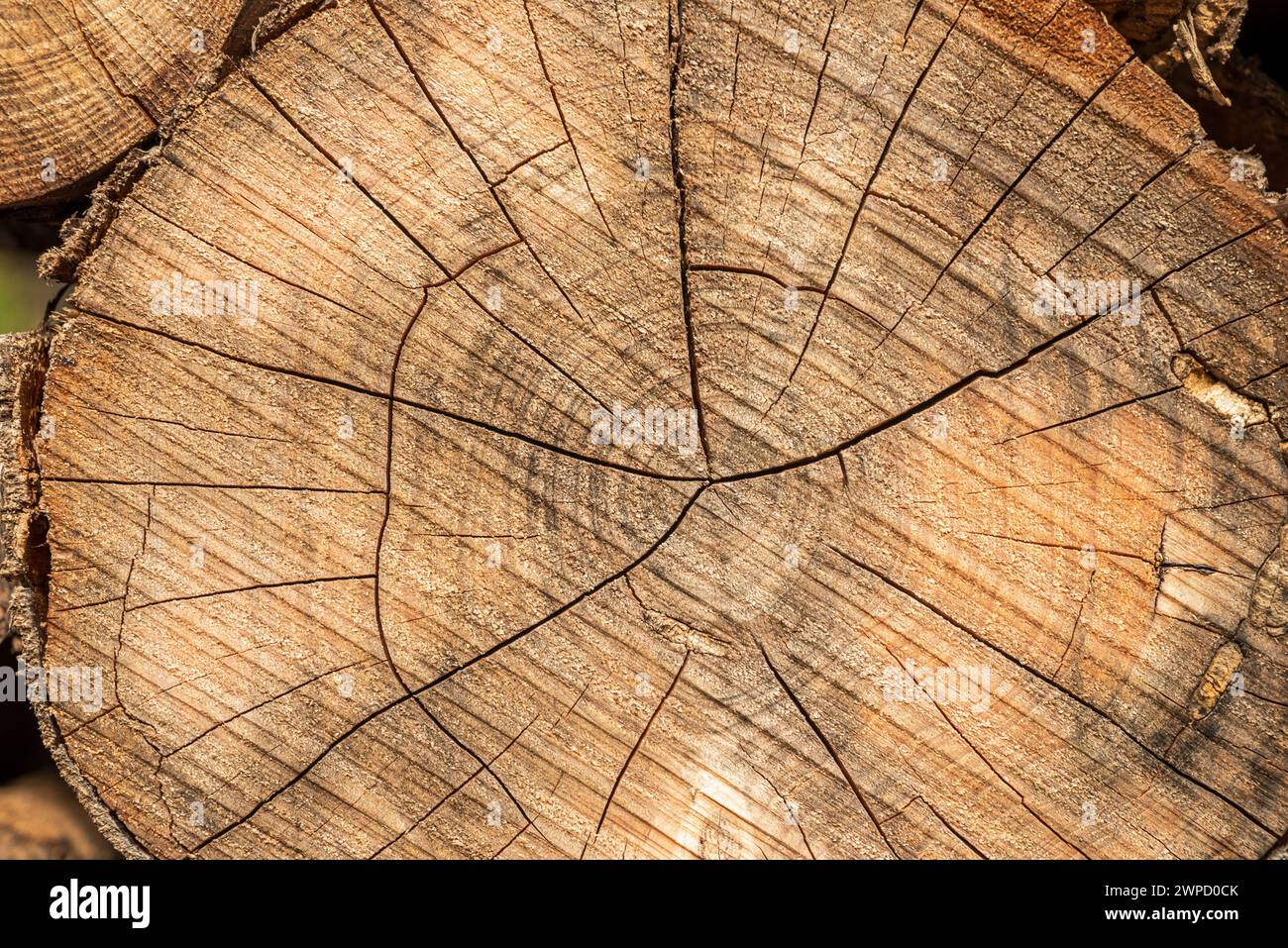 Piece of tree bark top view hi-res stock photography and images - Alamy