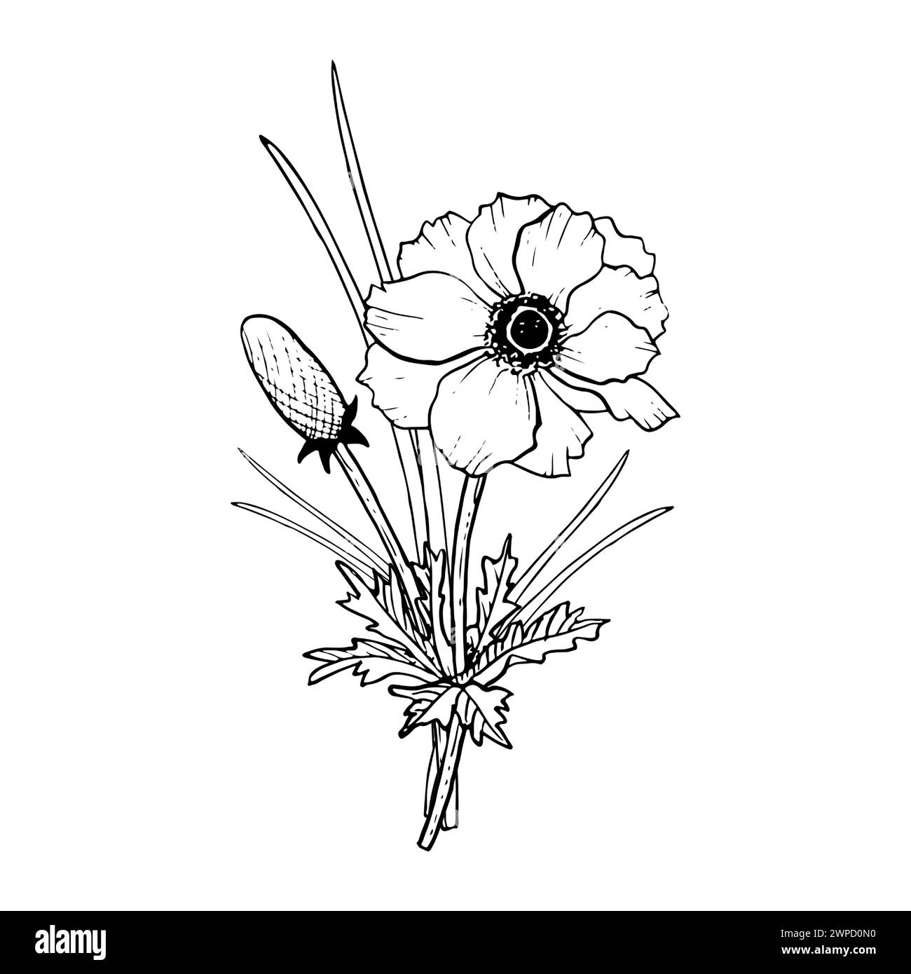Anemone bud Black and White Stock Photos & Images - Alamy