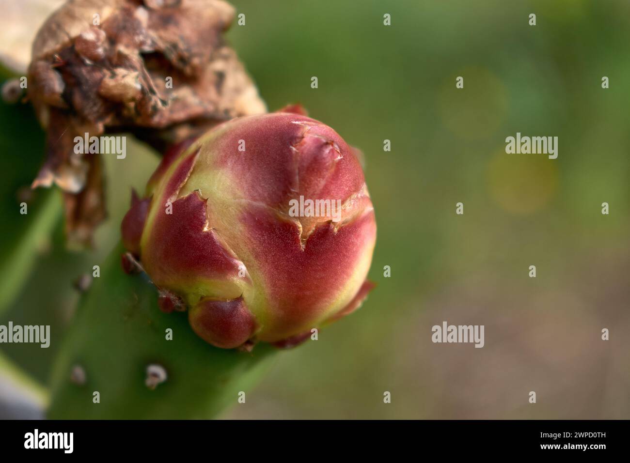 A young dragon fruit flower bud is about to bloom in the garden Stock ...