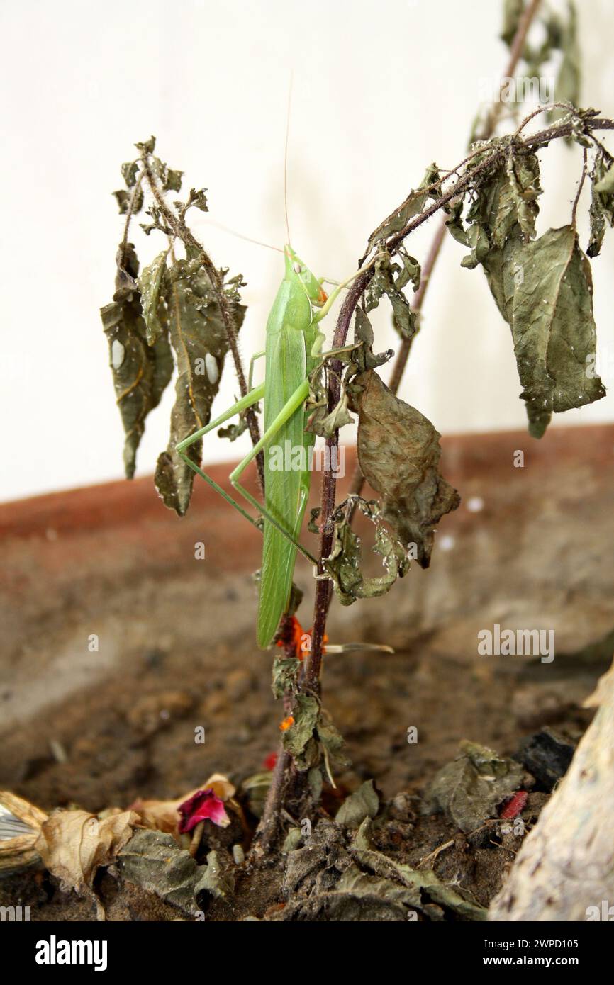 Large conehead grasshopper (Ruspolia nitidula) sitting on a dry branch ...