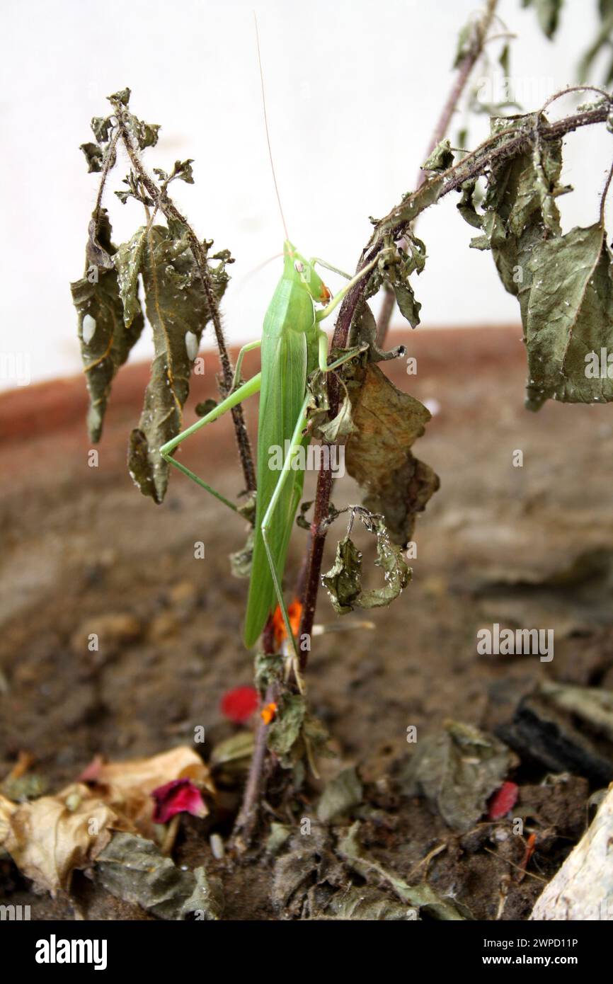Large conehead grasshopper (Ruspolia nitidula) sitting on a dry branch ...