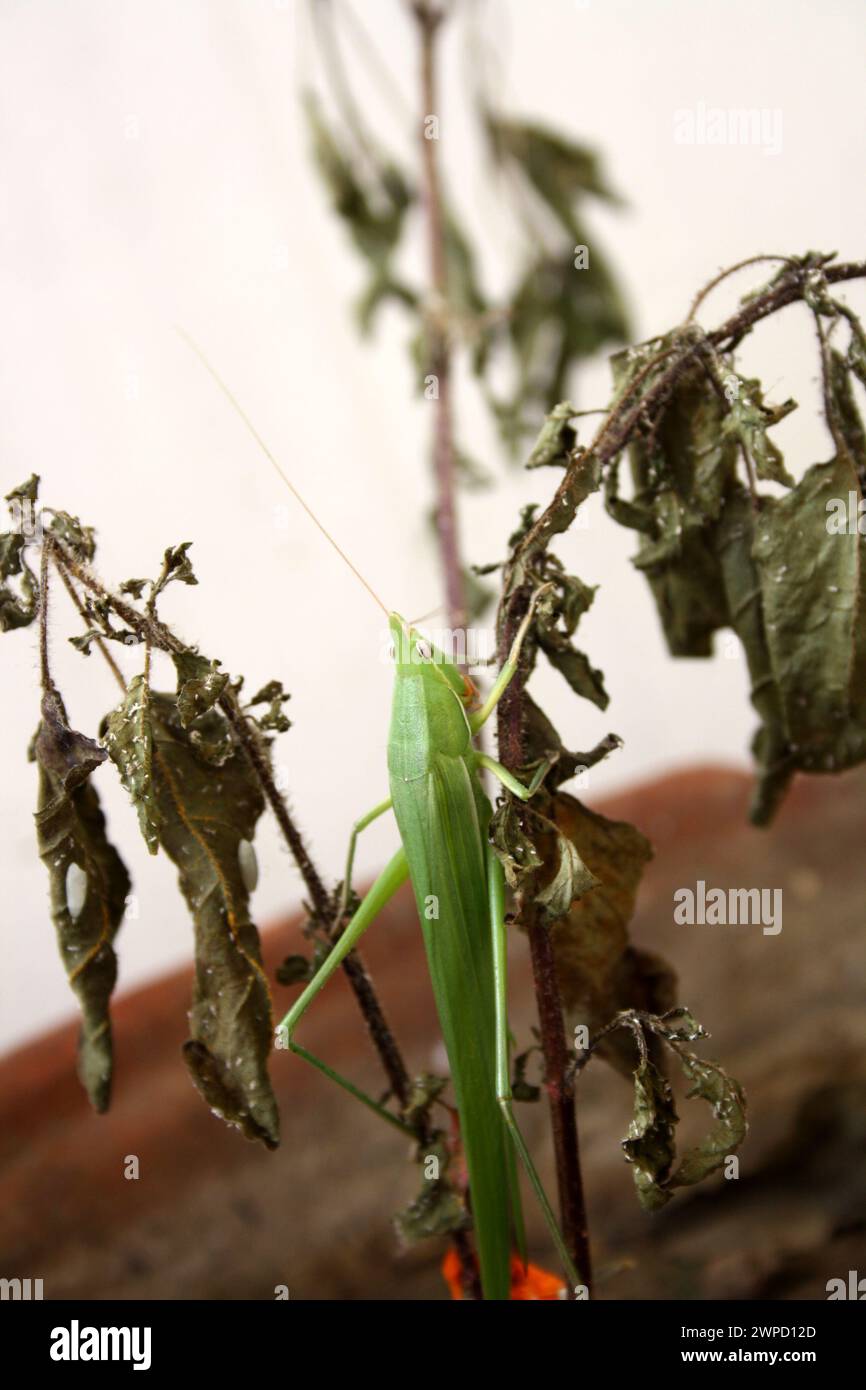 Large conehead grasshopper (Ruspolia nitidula) sitting on a dry branch ...