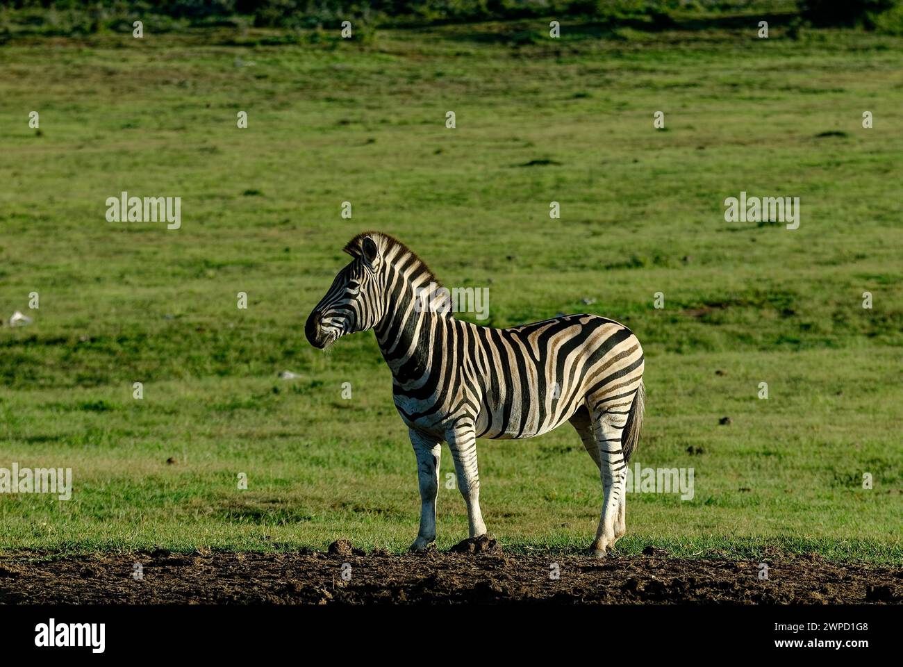 Zebras - Single male Zebra posing for the camera with a green grass ...