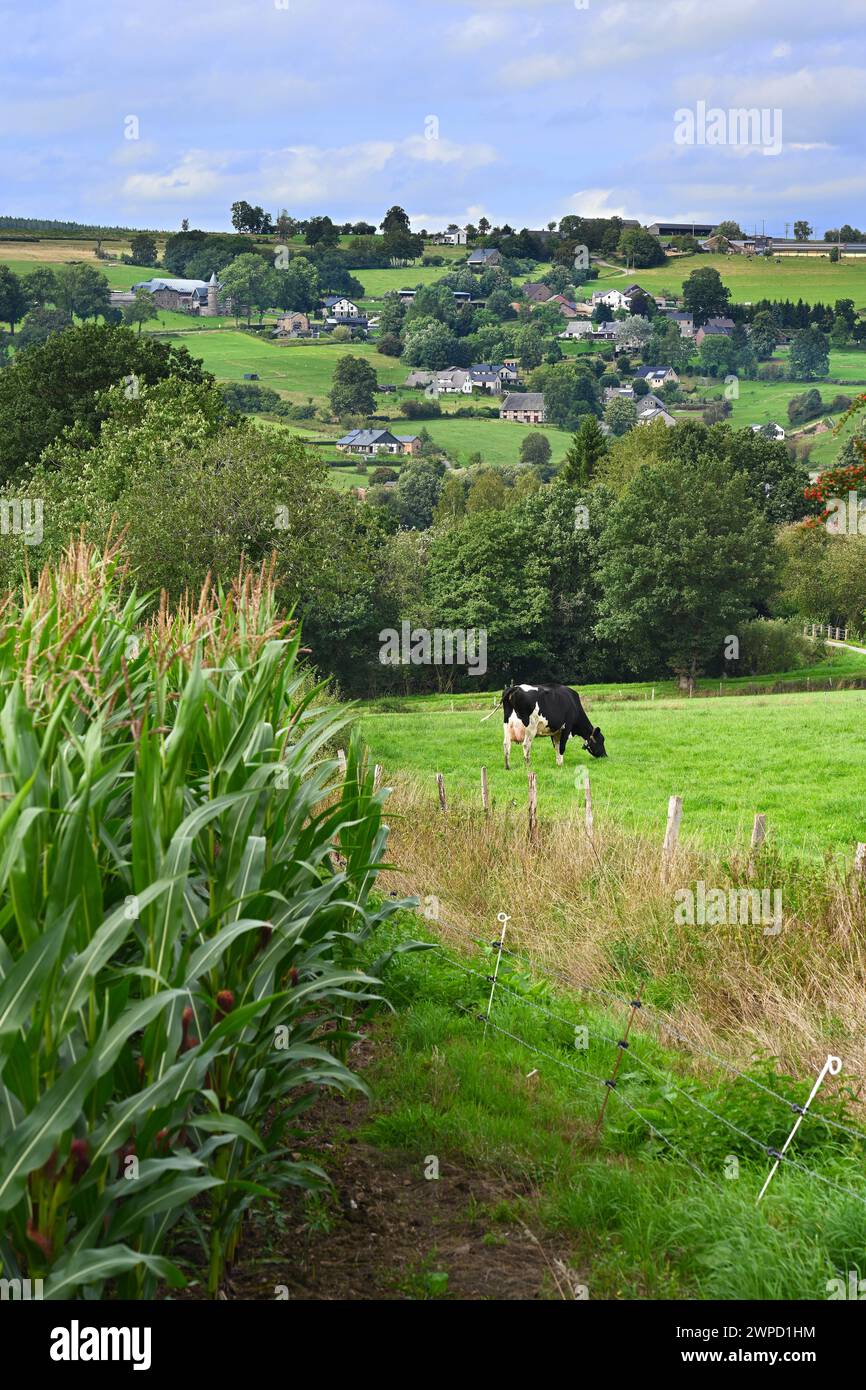 Agricultural landscape with cows in the Belgian Ardennes Stock Photo ...