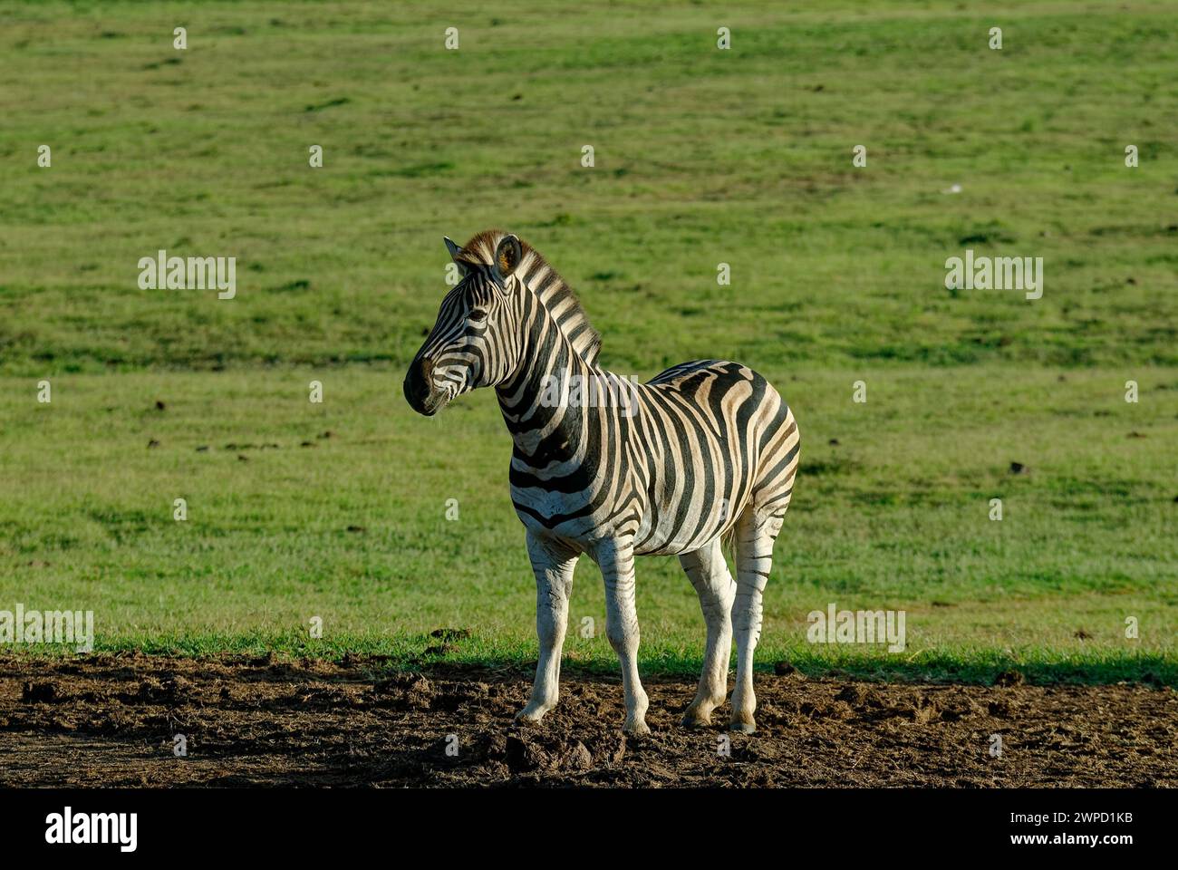 Perfectly posed zebra hi-res stock photography and images - Alamy