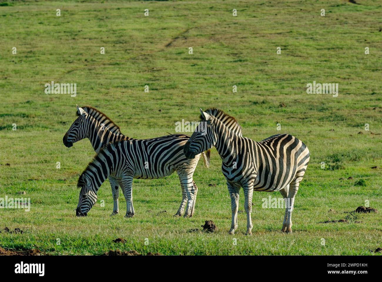 Two headed Zebra (Position) plus single zebra standing close by.The ...
