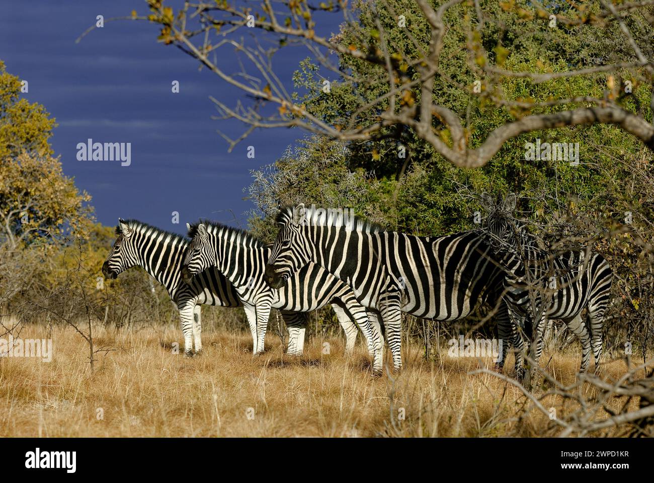 Zebra - a trio of Zebra in perfect formation standing side on to the ...