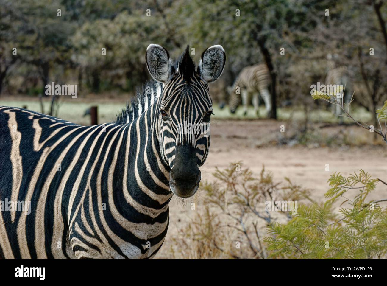 Zebra - Single Zebra looking straight at the camera. Quizzical ...