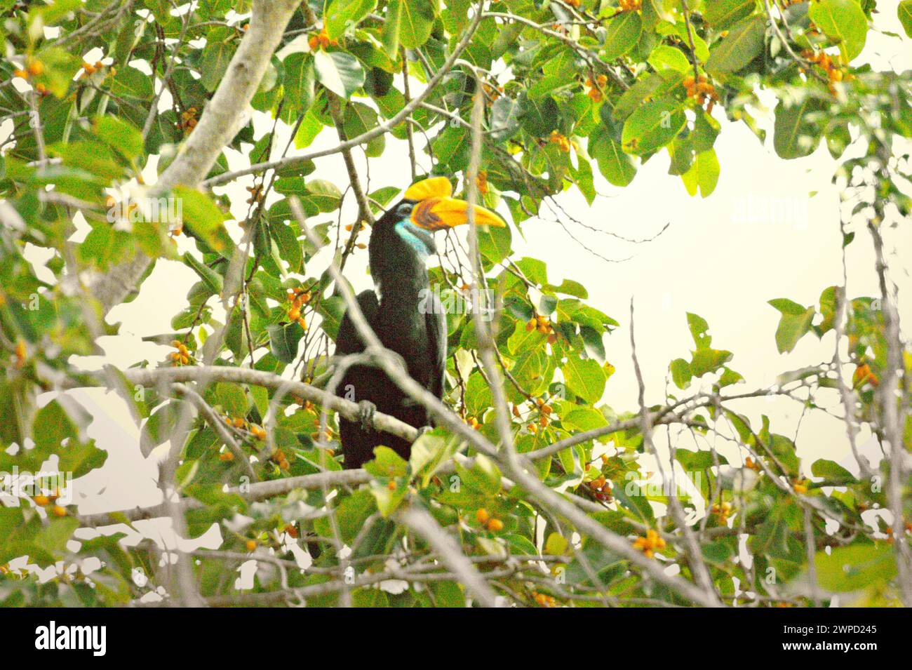 Hornbill behavioral change hi-res stock photography and images - Alamy