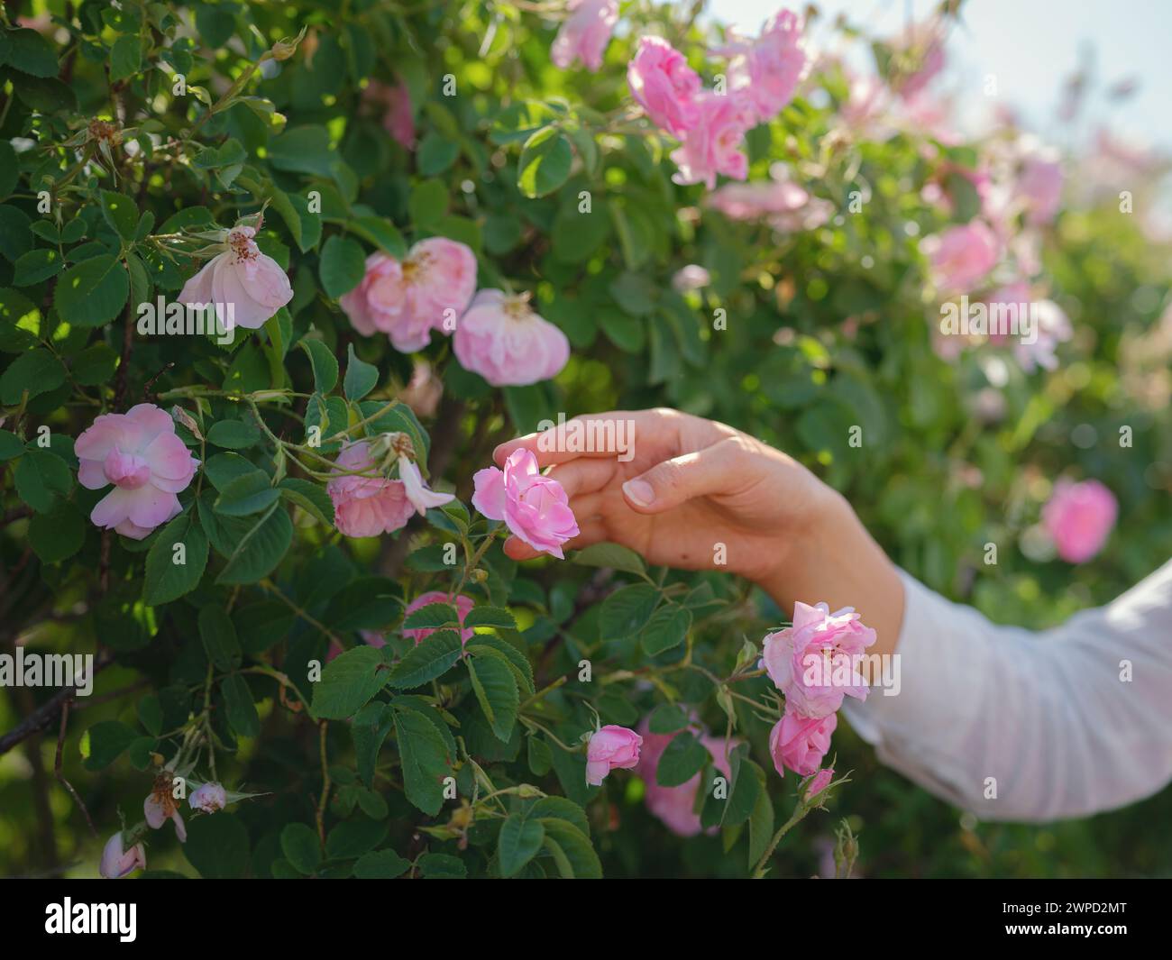 woman picking roses in Field of Damascena roses in sunny summer day ...