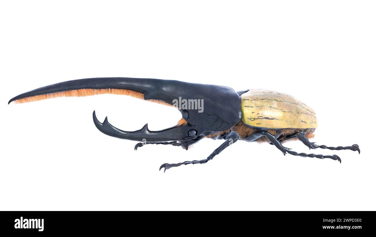 Illustration of a Dynastes hercules beetle from South america Stock ...