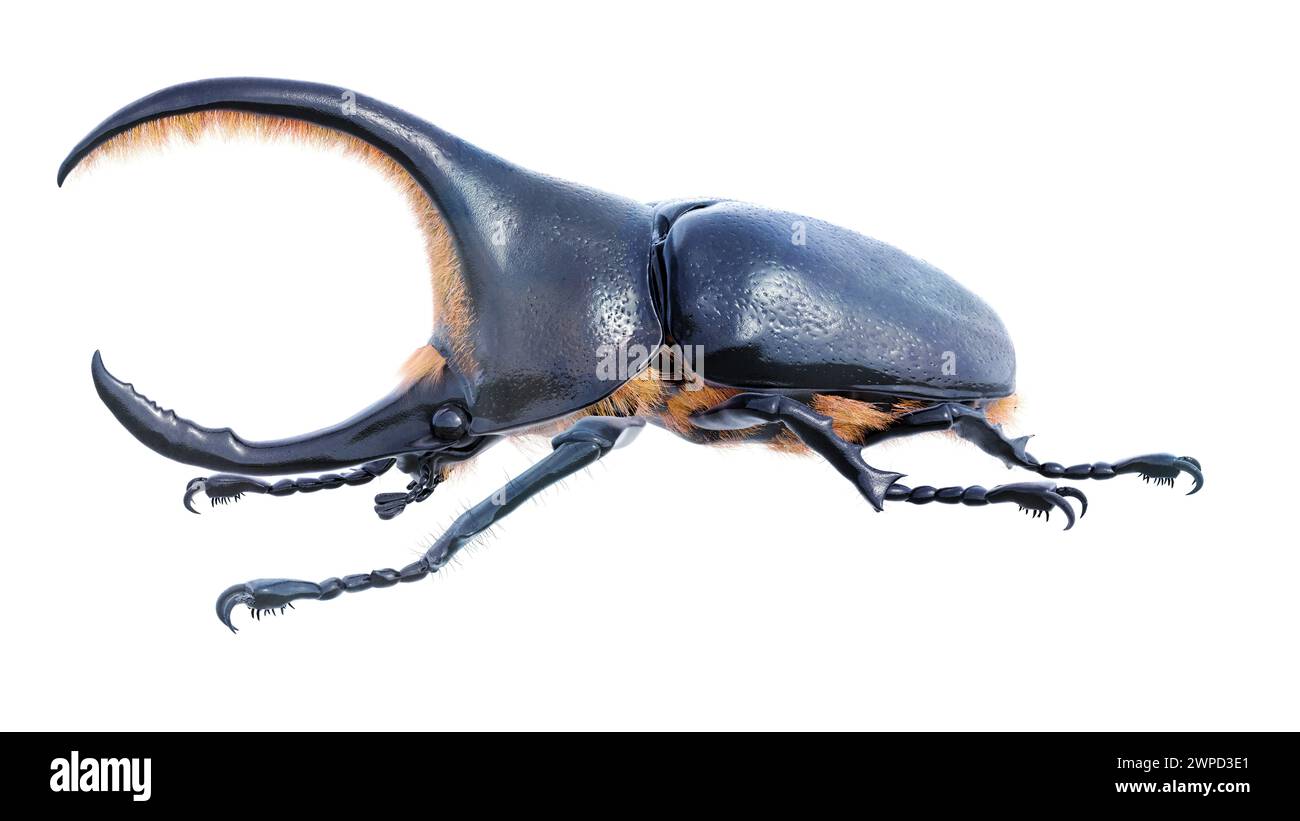 Illustration of the South American devil beetle Dynastes satanas Stock ...