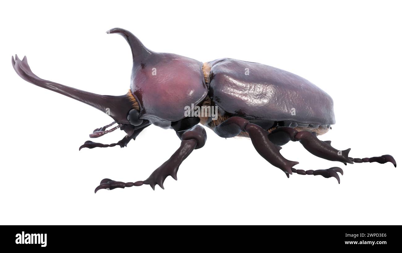 Samurai beetle hi-res stock photography and images - Alamy