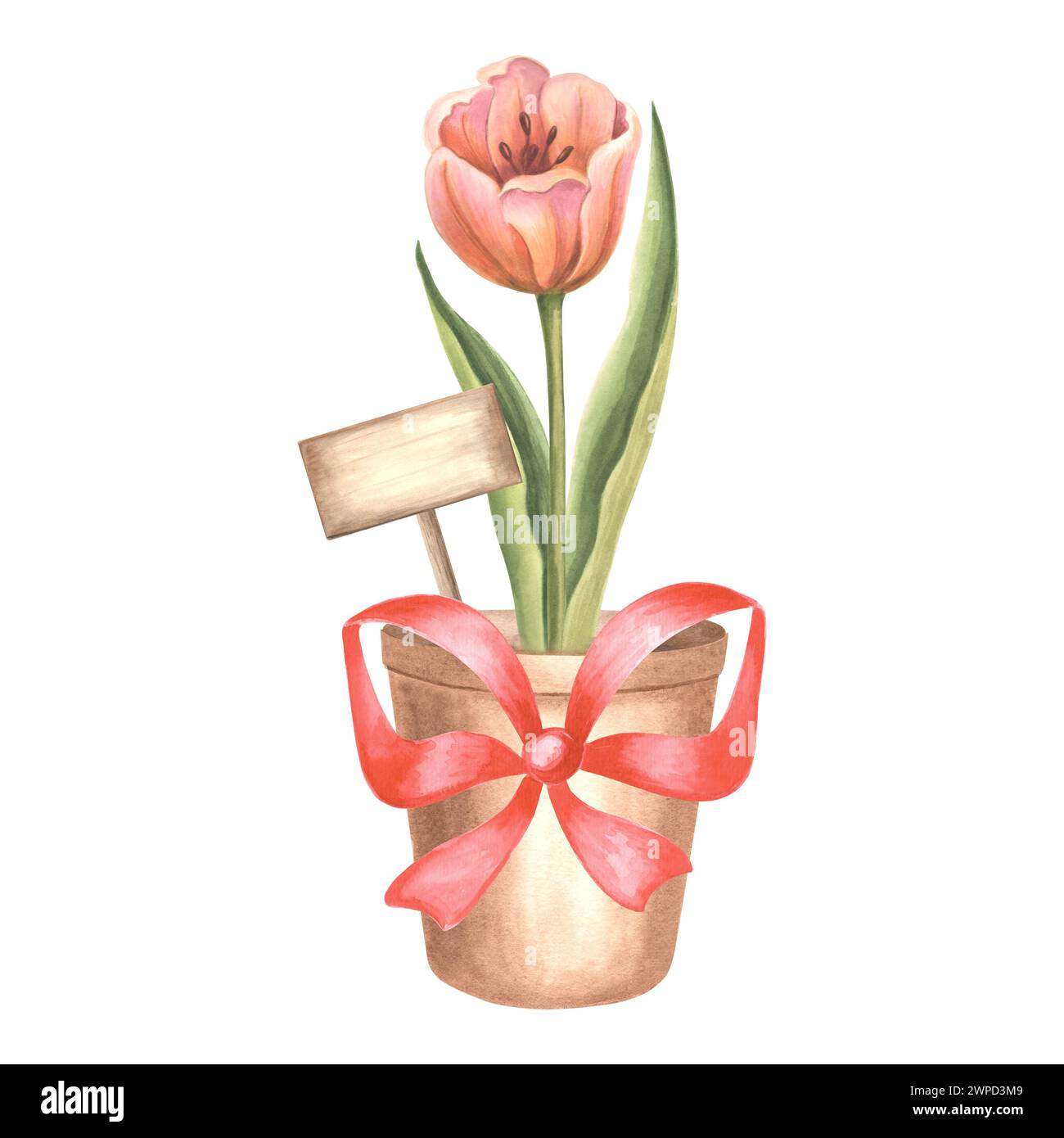 Red tulip and sign in flower pot with silk ribbon bow. Isolated hand ...