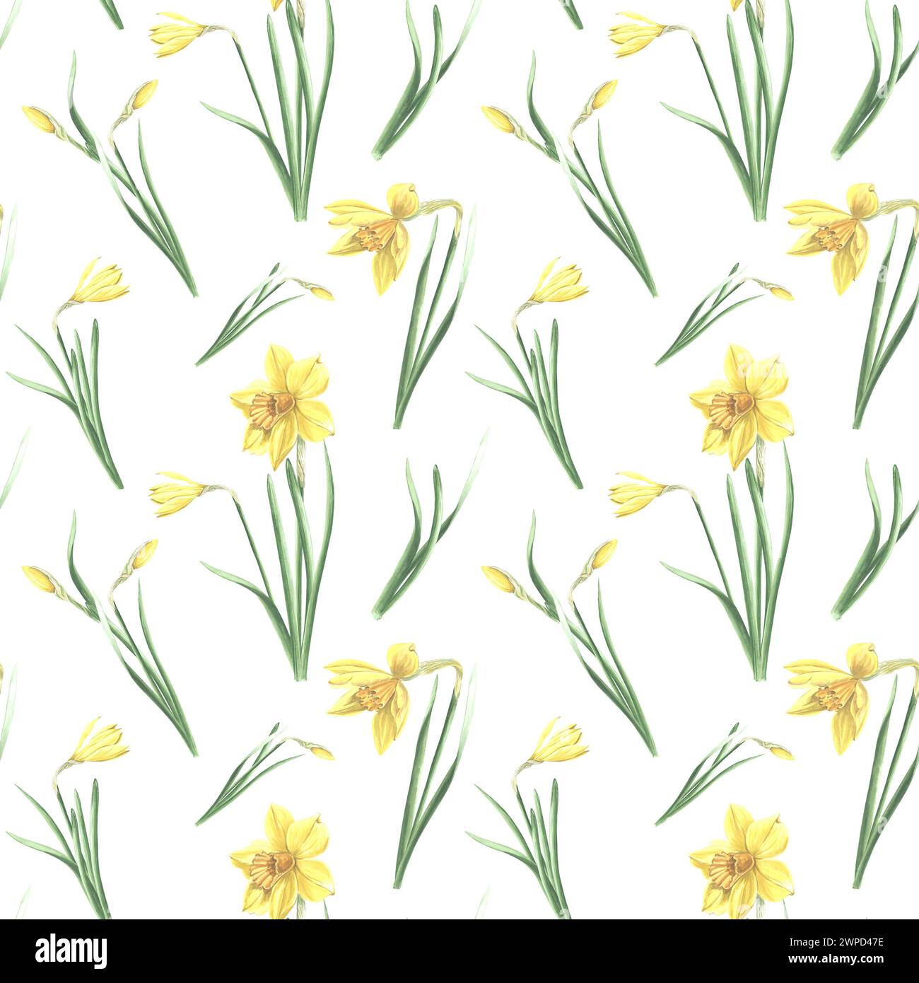 Seamless pattern of yellow daffodils with green leaves on white ...
