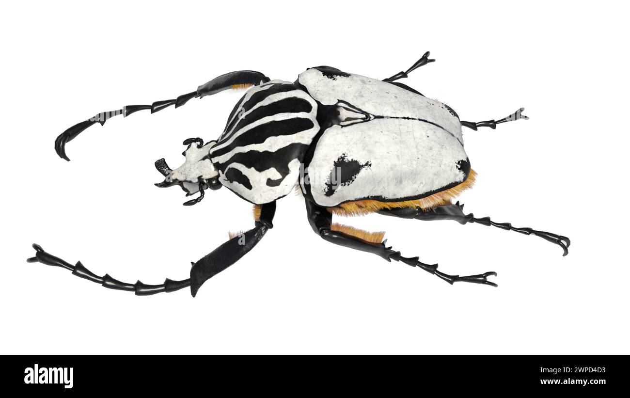 The white Goliath beetle Goliathus goliatus quadrimaculatus from Africa ...