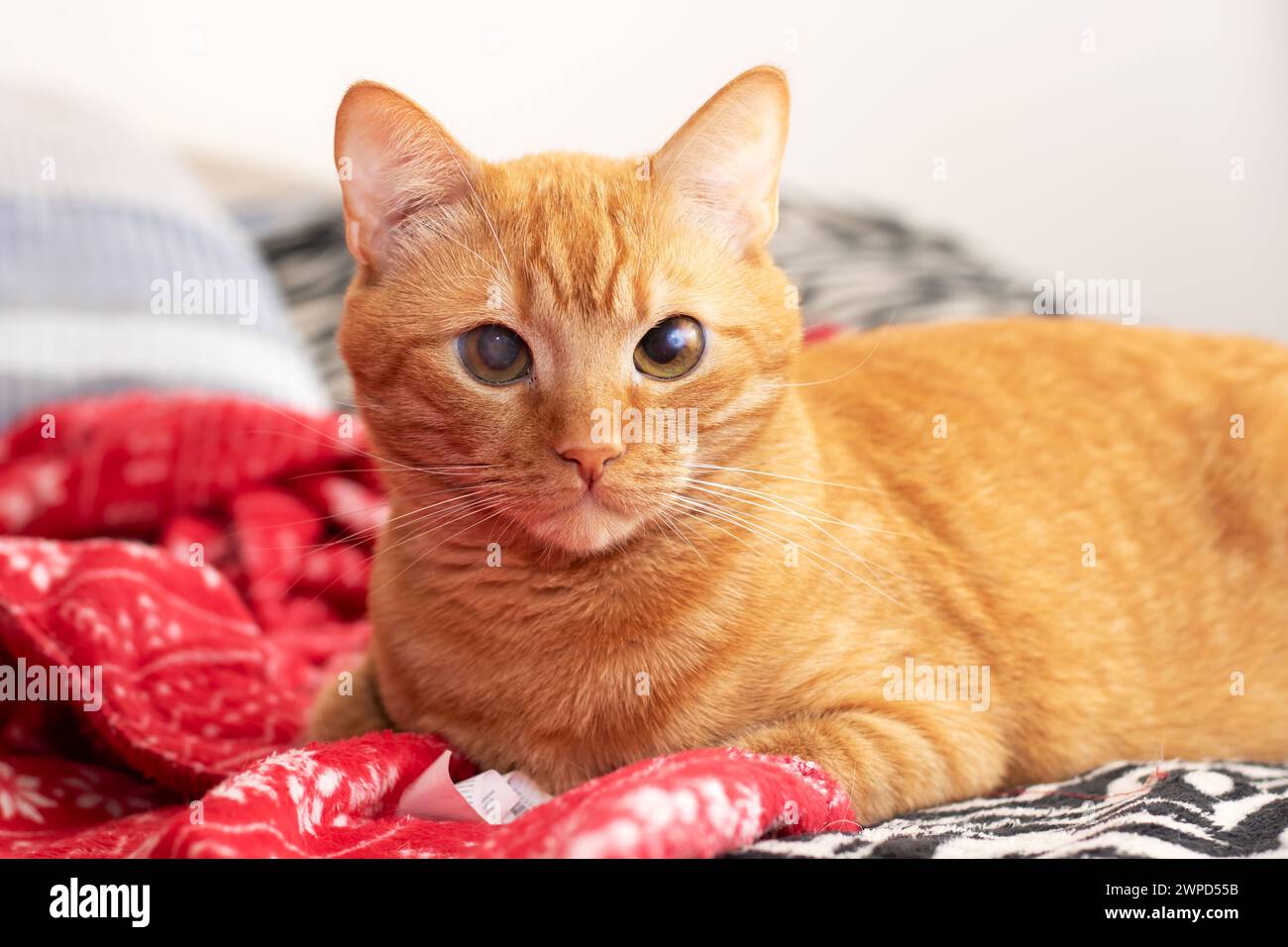 Cute ginger cat lying on the bed close up Stock Photo - Alamy