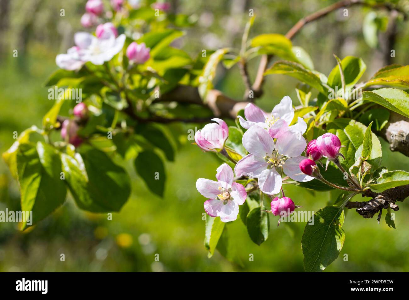 Blüte von einem Apfelbaum malus in weiß und rosa, Sachsen, Deutschland ...