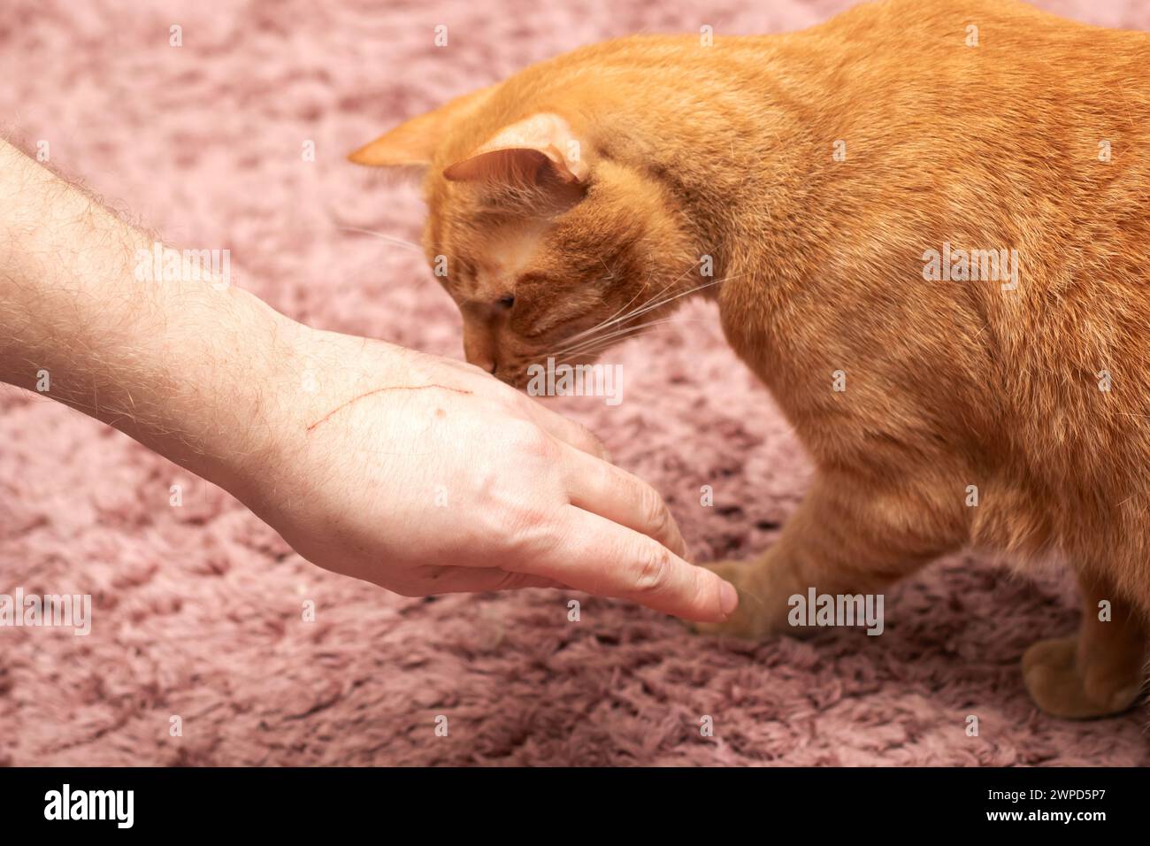 Cat scratch disease hi-res stock photography and images - Alamy