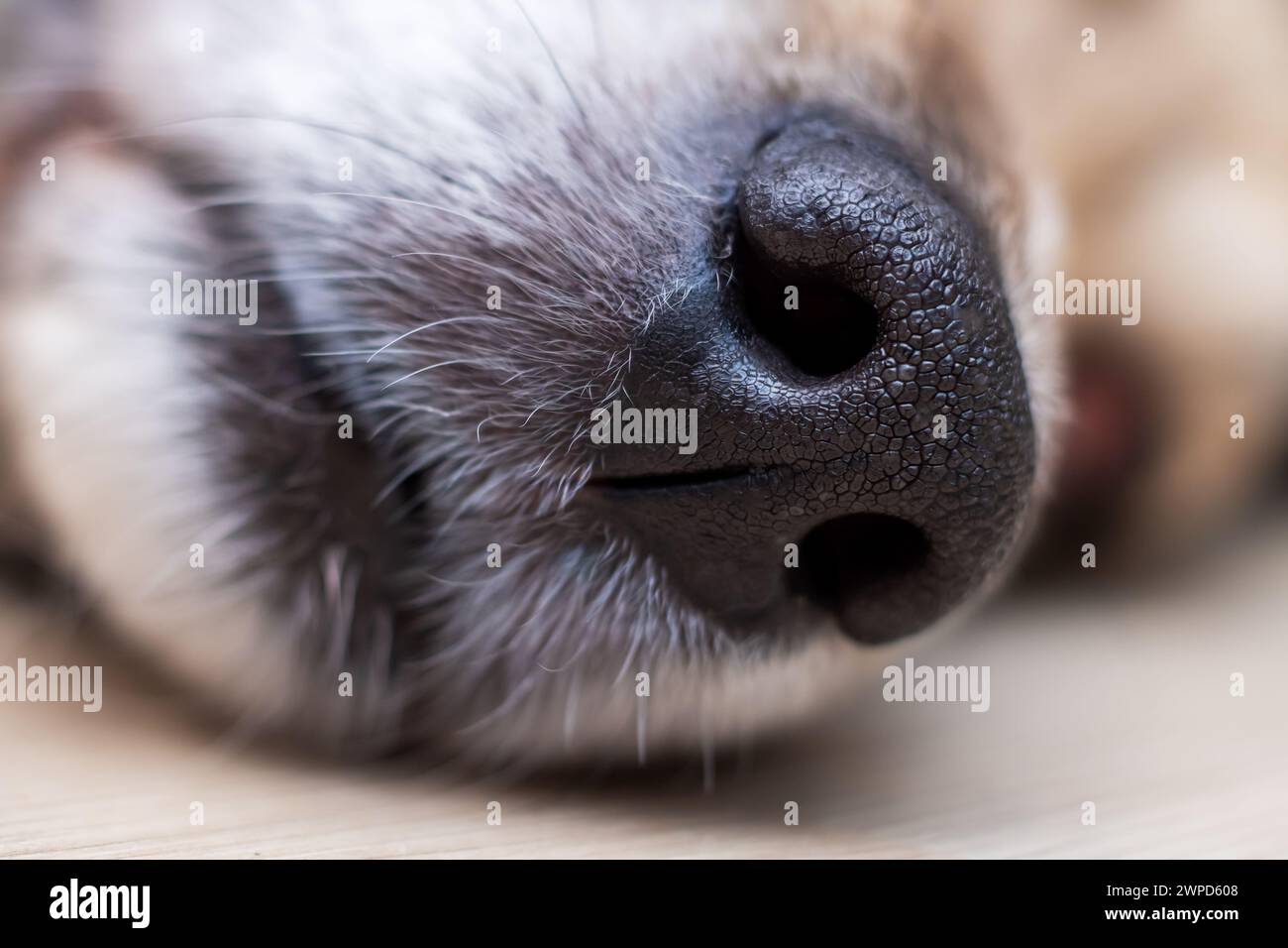 Dog wet muzzle nose close hi-res stock photography and images - Alamy