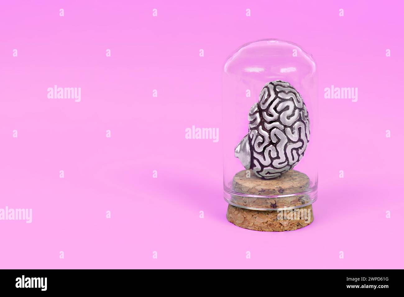 Anatomical steel model of a human brain encased in a glass vial ...