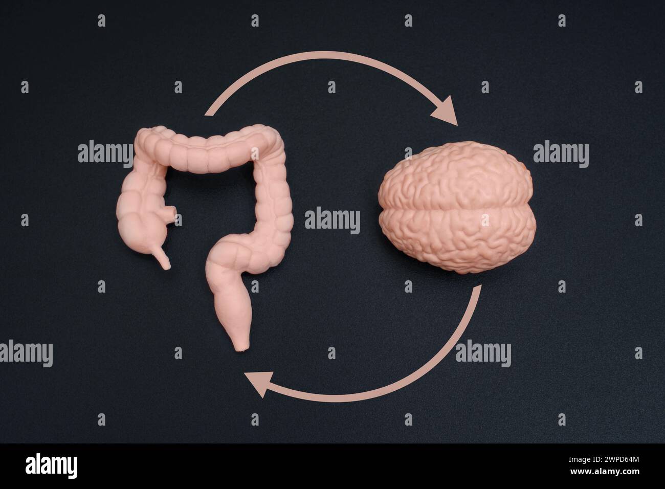 Close-up top view of a human brain model and a gut figurine isolated on ...