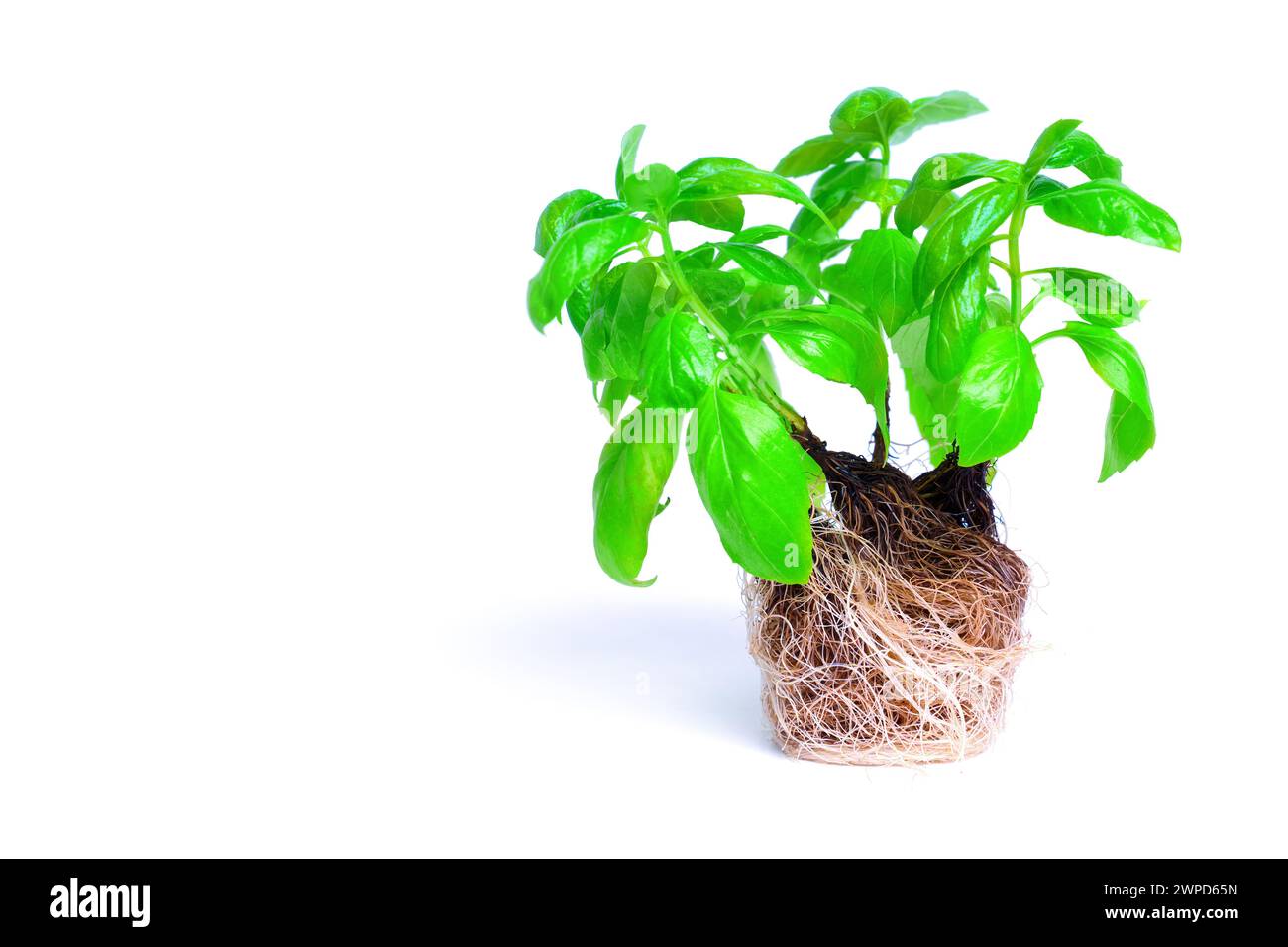 Close-up of a young basil plant with a dense root system, ready for ...