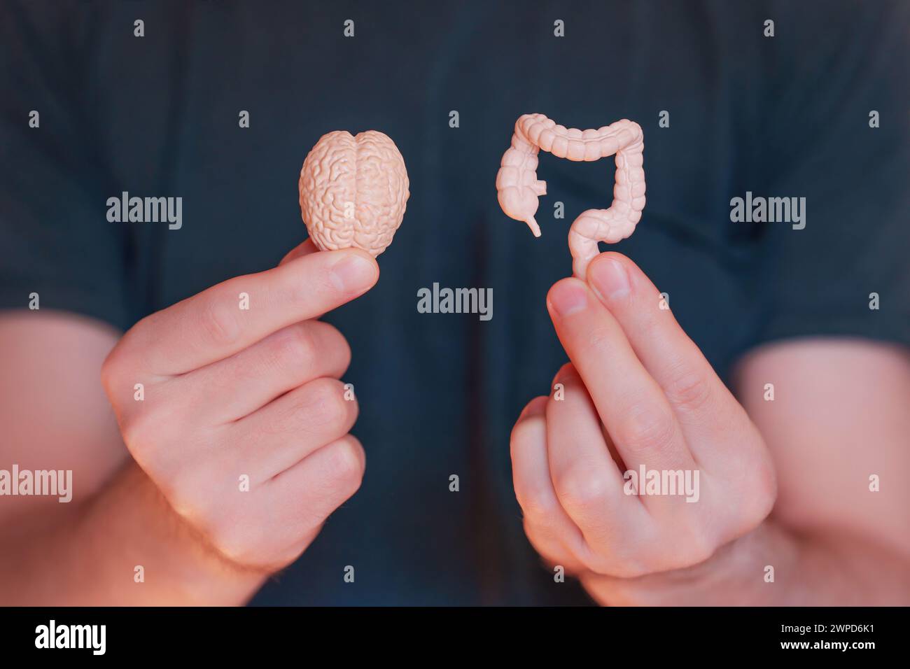 Gut brain anatomy hi-res stock photography and images - Alamy