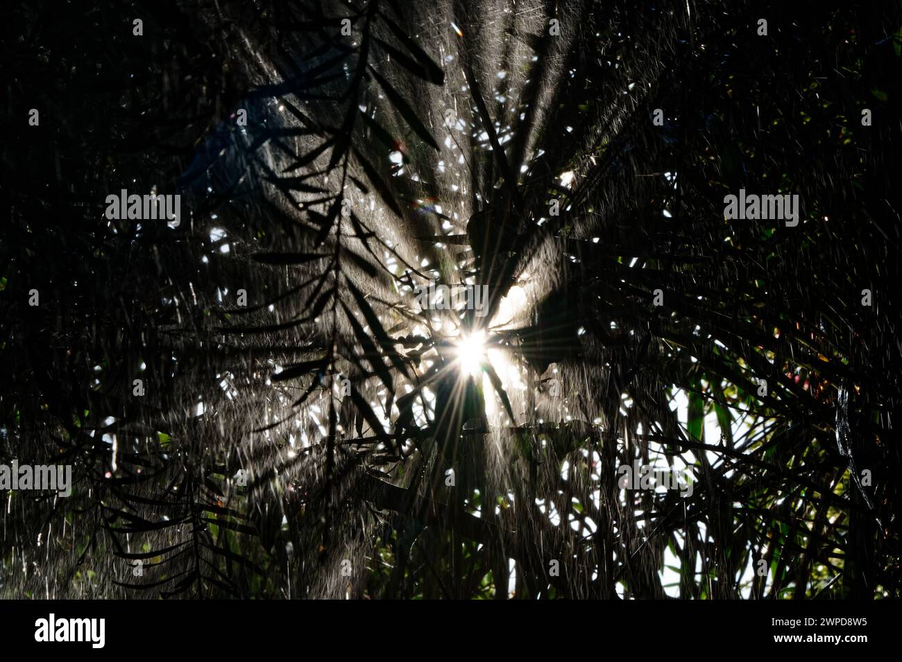 Light beams peak through the foliage during rain fall Stock Photo - Alamy