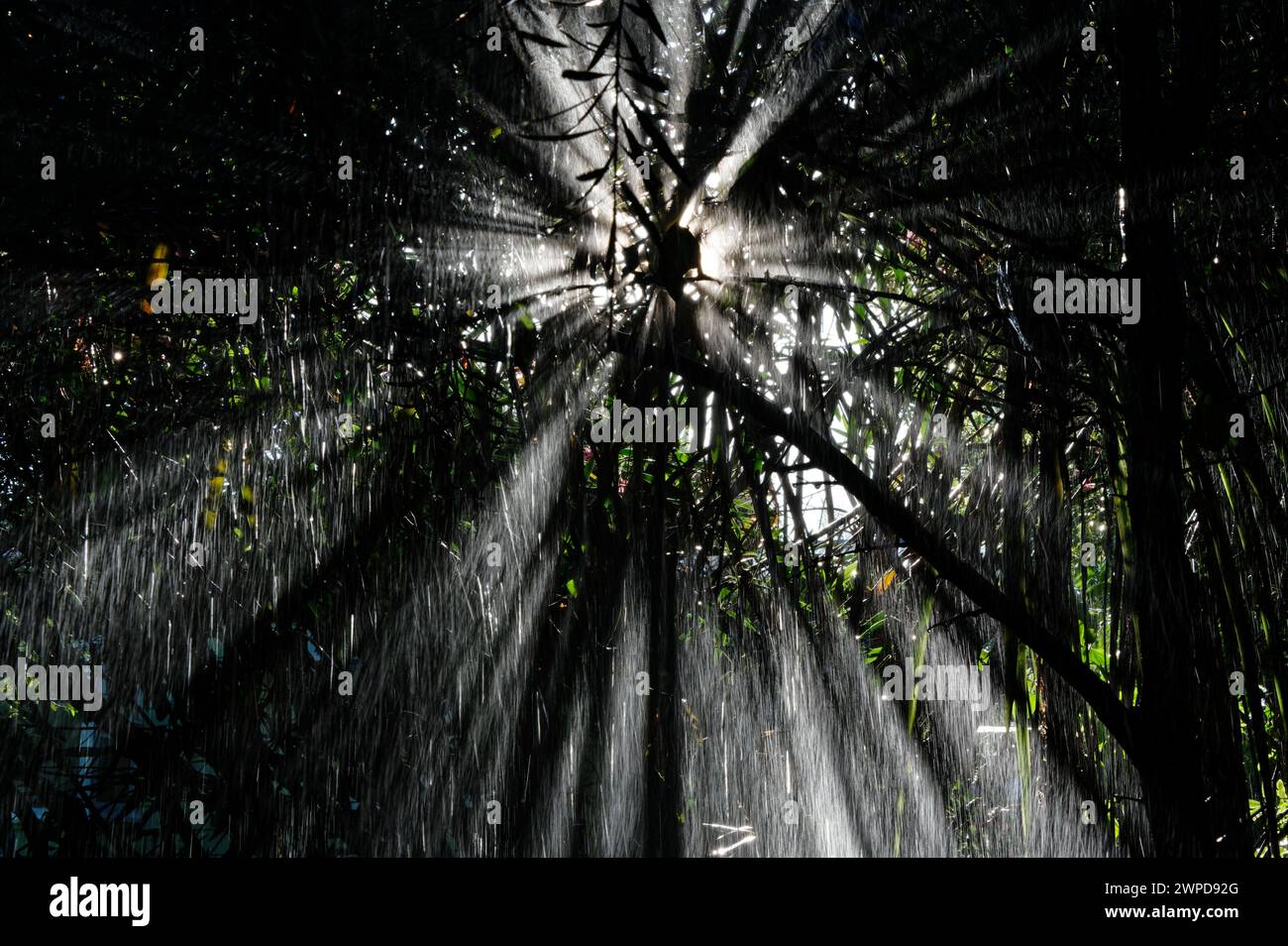 Rain beams are caught by the light coming through the foliage Stock ...