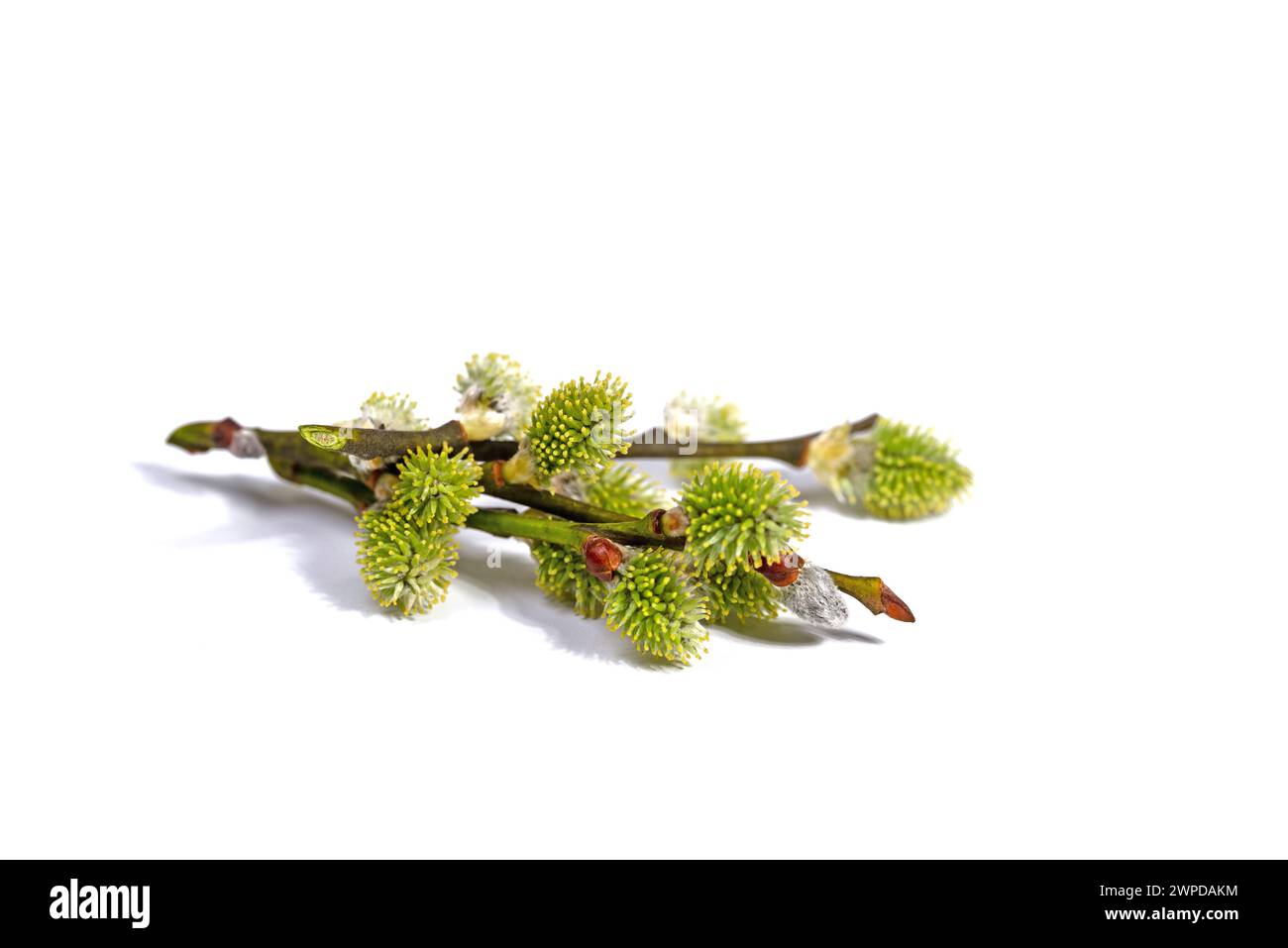 Female flowers of the sage willow, Salix caprea, in front of a white ...