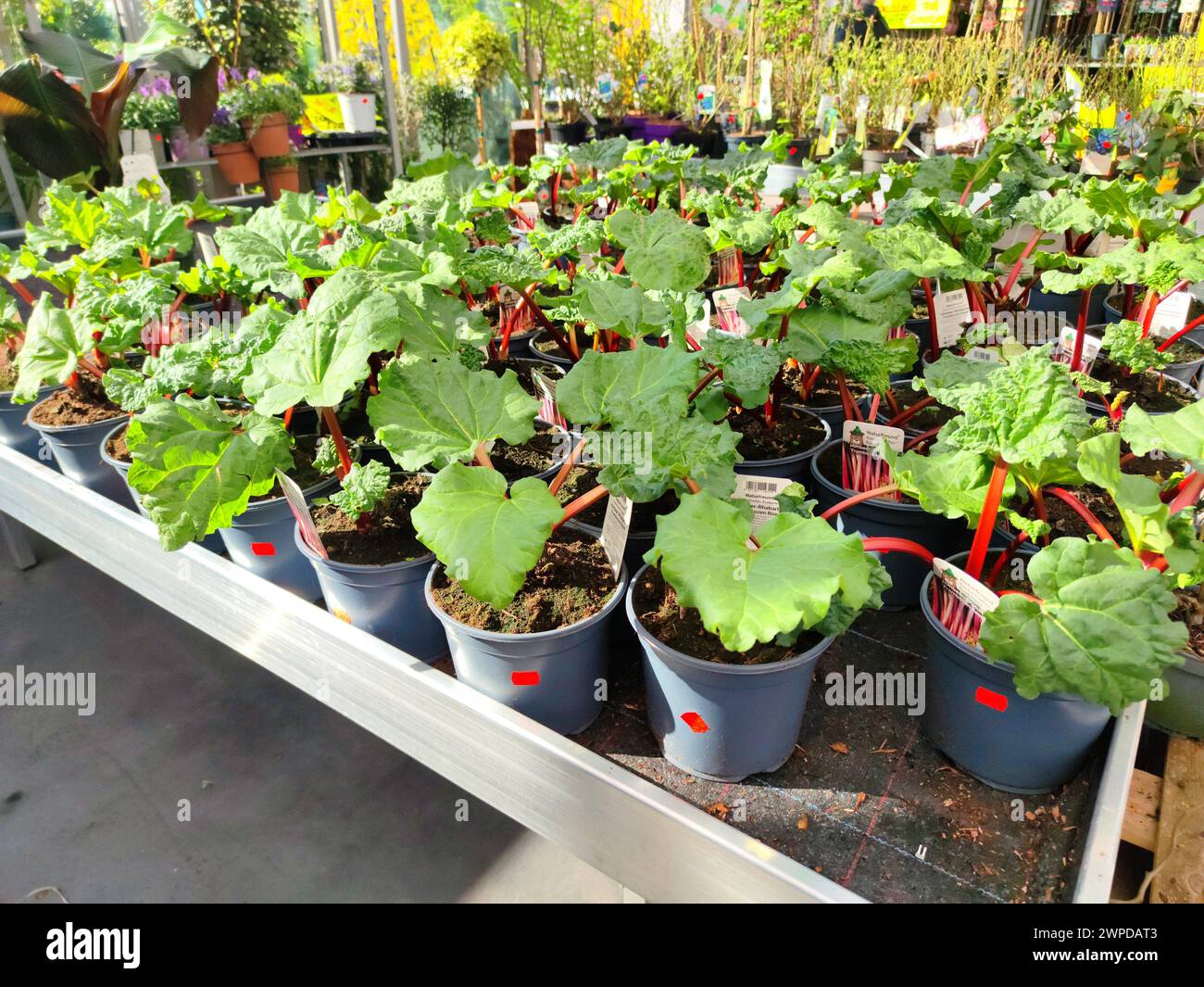 Rhubarb plants for sale on a table at a garden center in Zevenhuizen ...