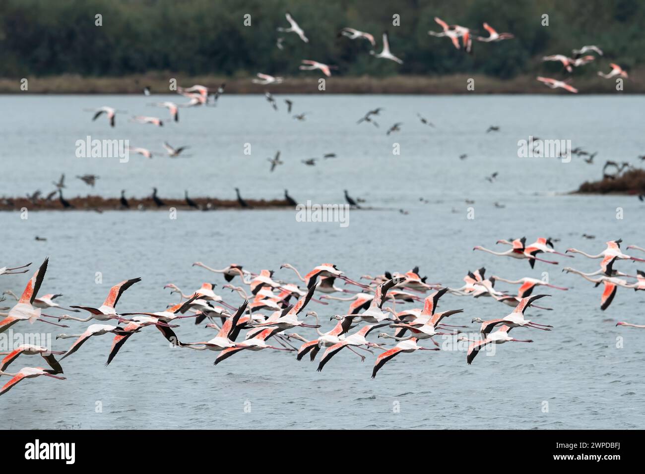 A group of Greater Flamingos flying over water, sunny morning, Grado ...
