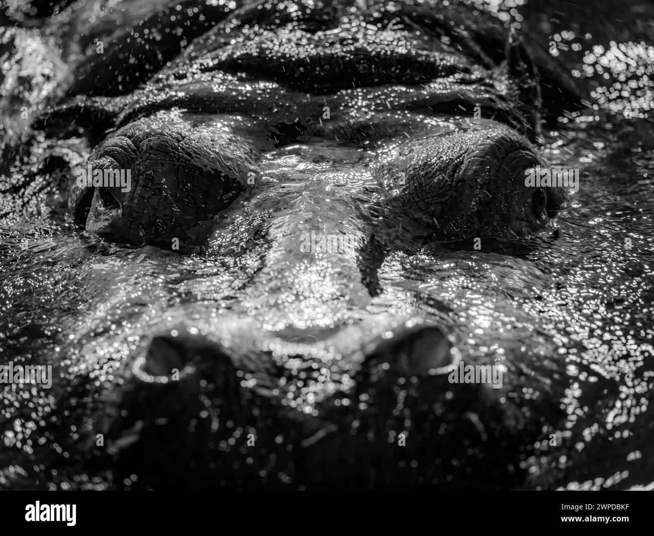 Closeup portrait of a Hippo (Hippopotamus amphibius) in a zoo (Vienna ...