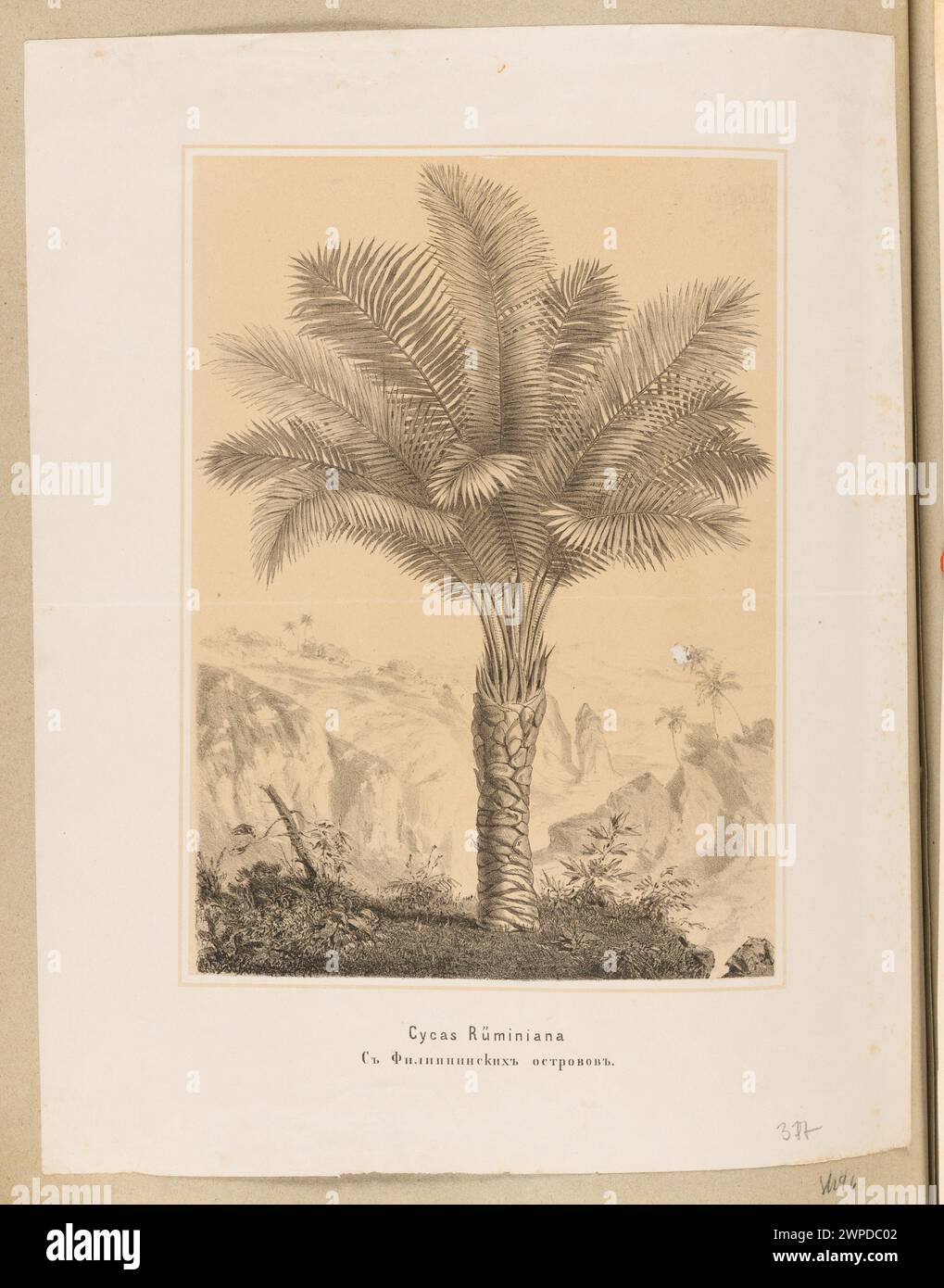 Sagowiec (cycas riuminiana); 1850 -1870 (1850-00-00-1870-00-00 Stock ...