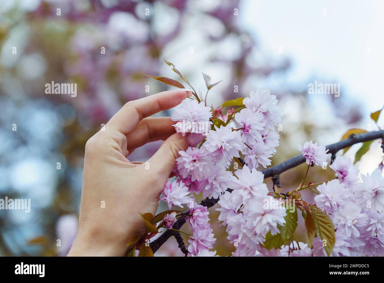 Female hand holding flower of blooming Japanese cherry blossom Prunus ...