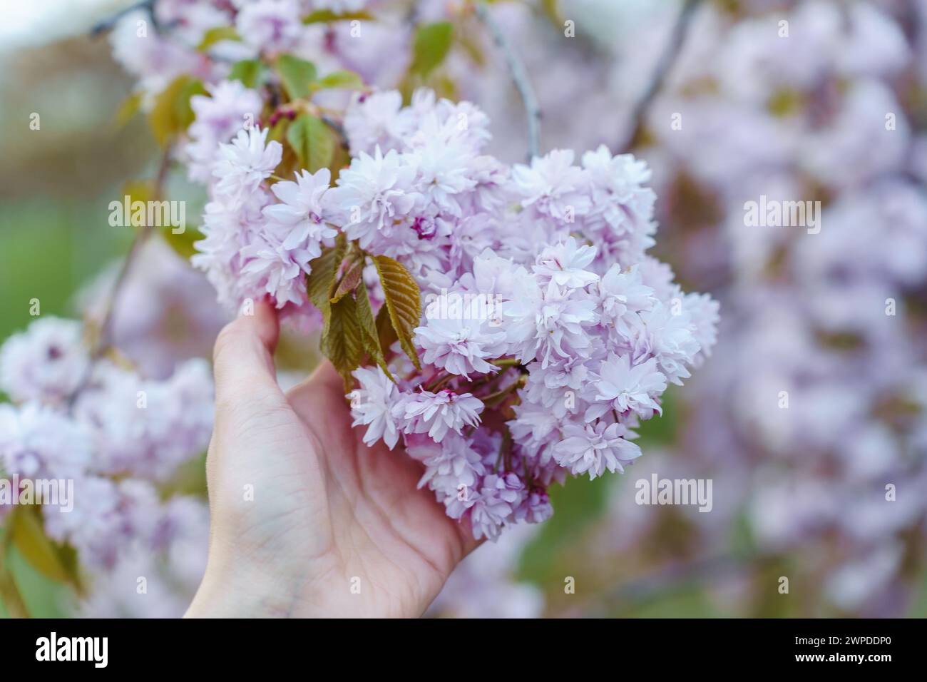 Female Hand Holding Branch With Inflorescence Pink Japanese Cherry ...