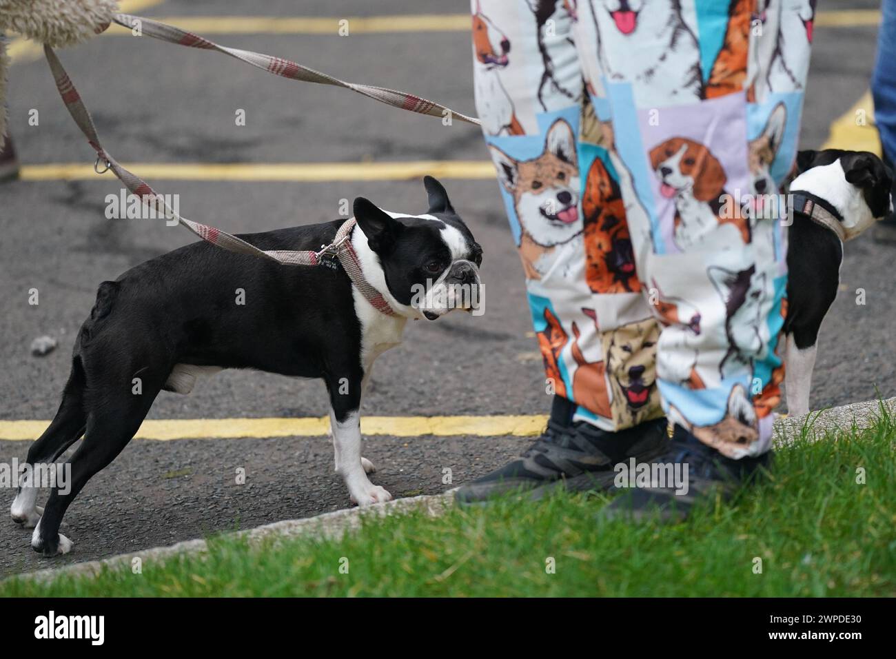 Dogs and owners arrive on the first day of the Crufts Dog Show at the ...