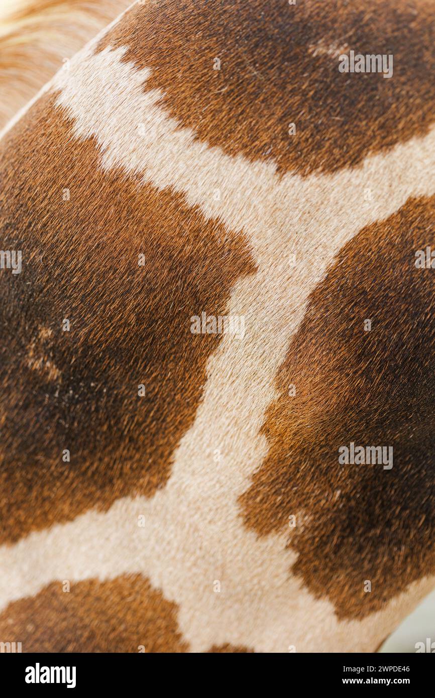 A detailed close-up of cow's skin texture Stock Photo - Alamy
