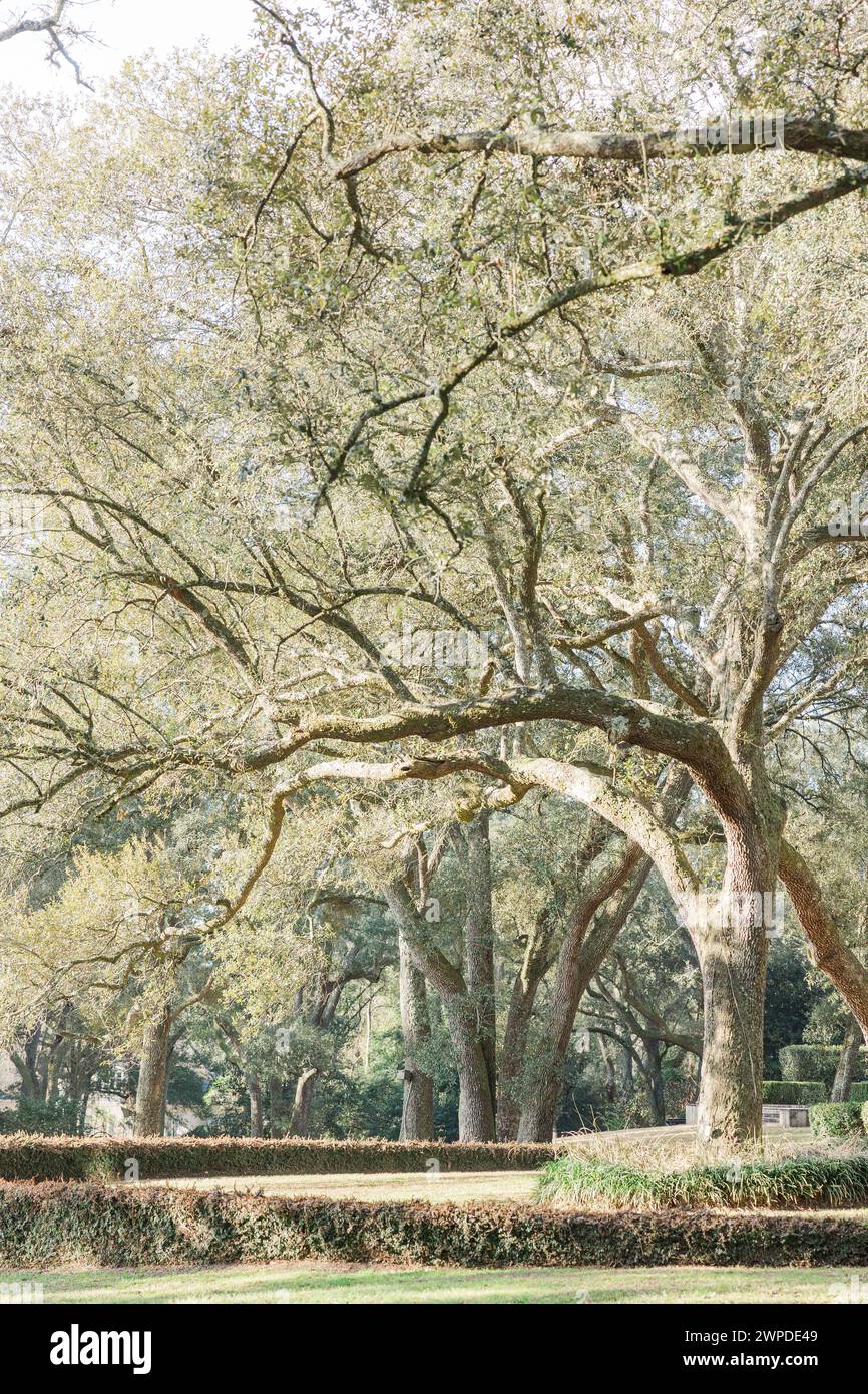 Alabama plantation hi-res stock photography and images - Alamy