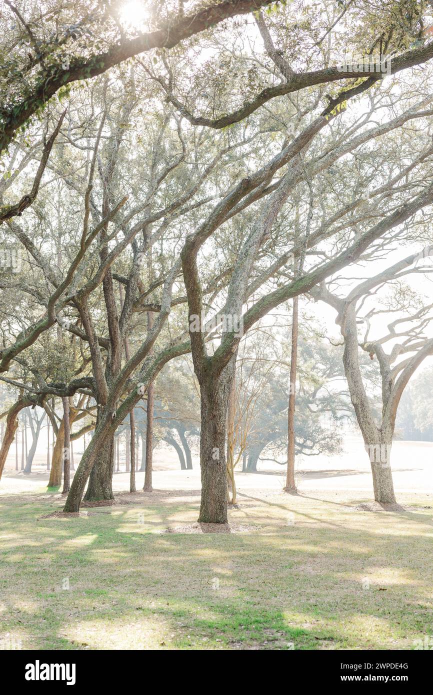 The lush green trees in Mobile, Alabama Stock Photo - Alamy