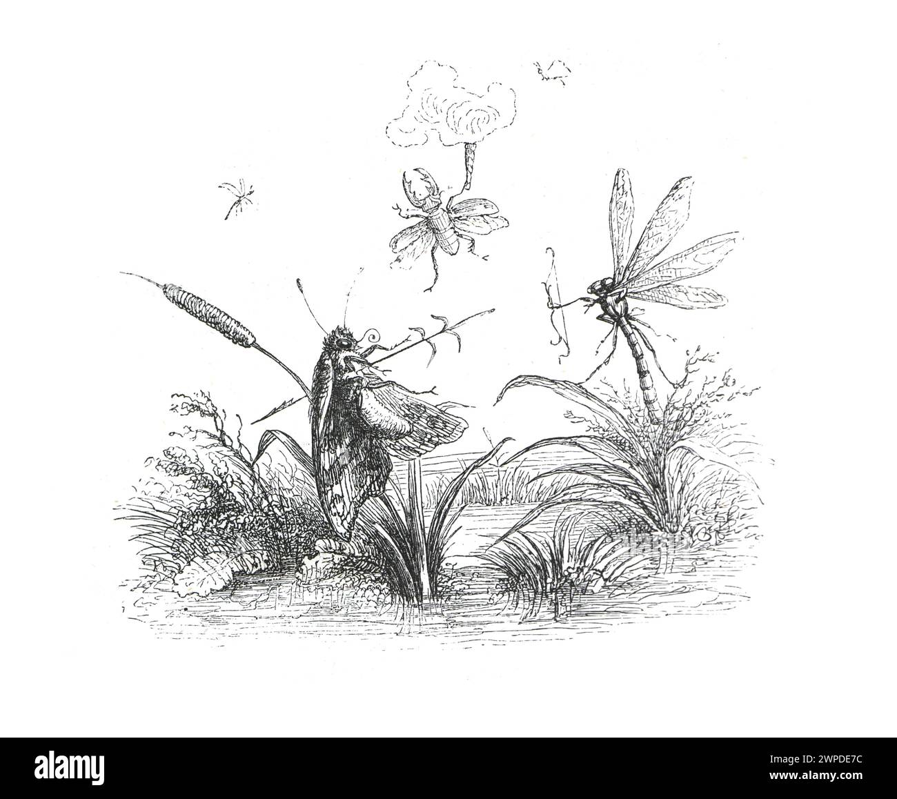 Anthropomorphic animals. insect on the fight. humanized cyborg animals ...