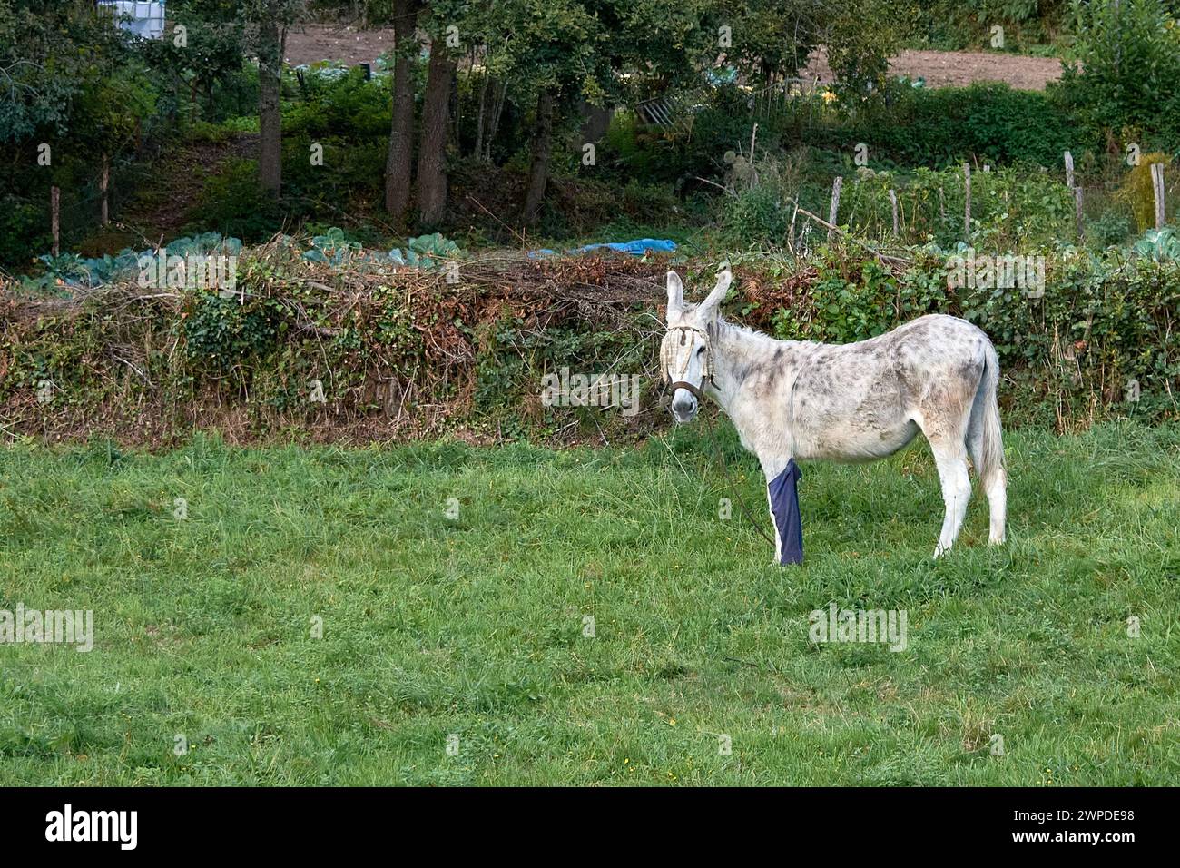 A white donkey stops grazing to look at the camera and has a blue ...