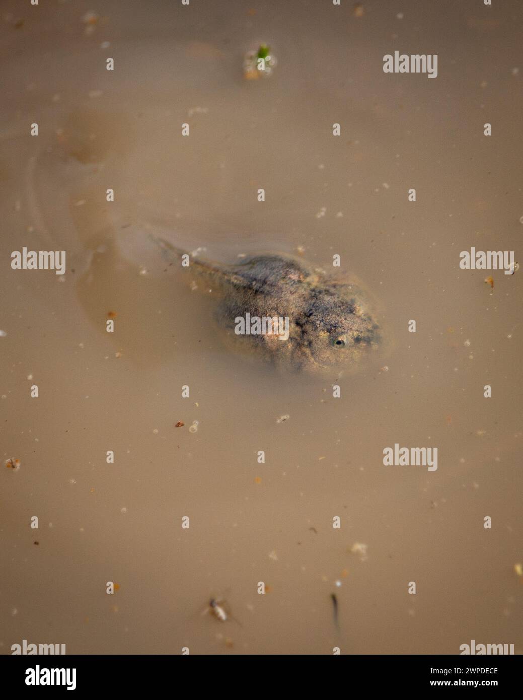 Aquatic tadpole hi-res stock photography and images - Alamy